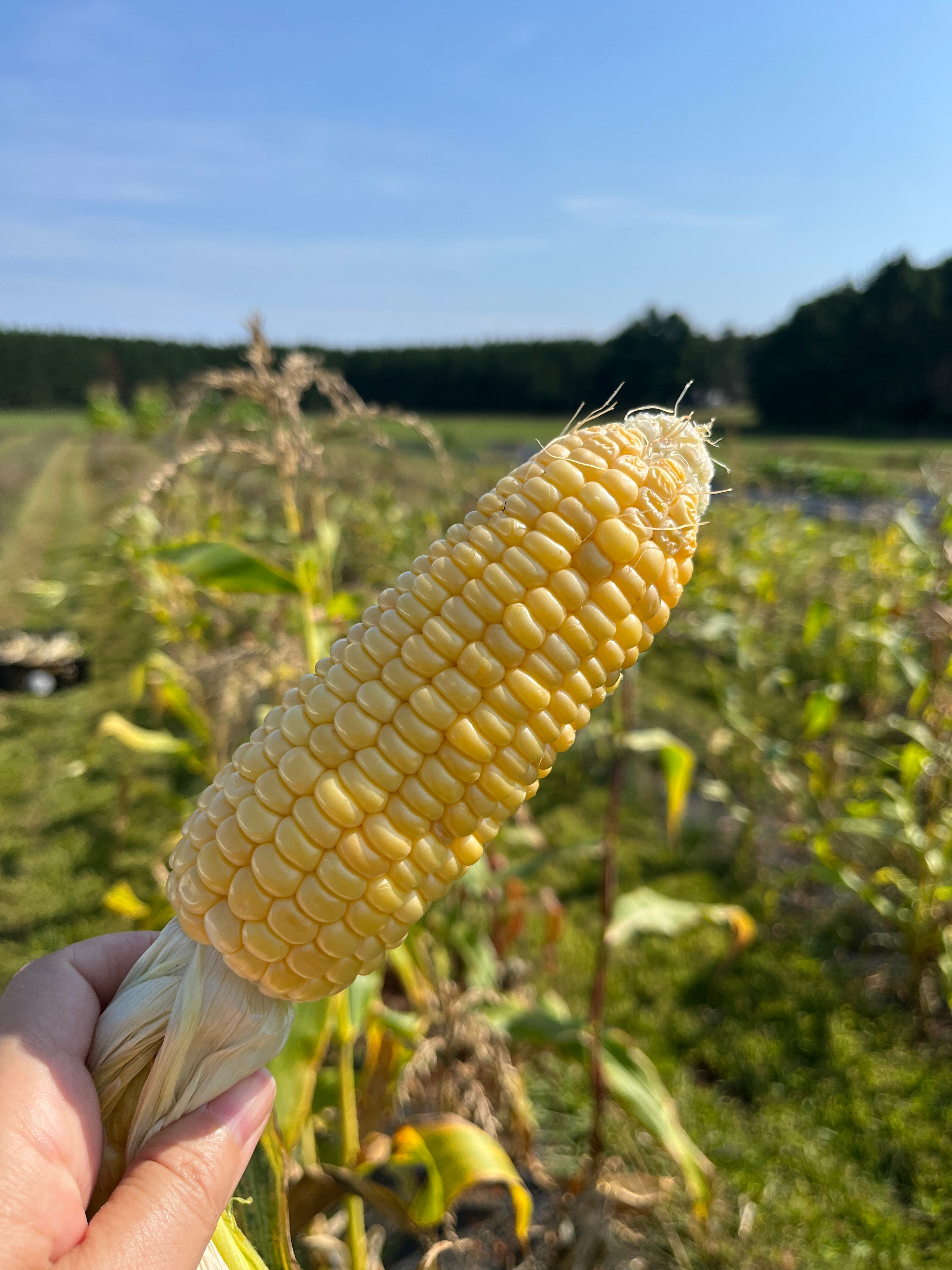 Simonet, Sweet Corn – Life Root Farm
