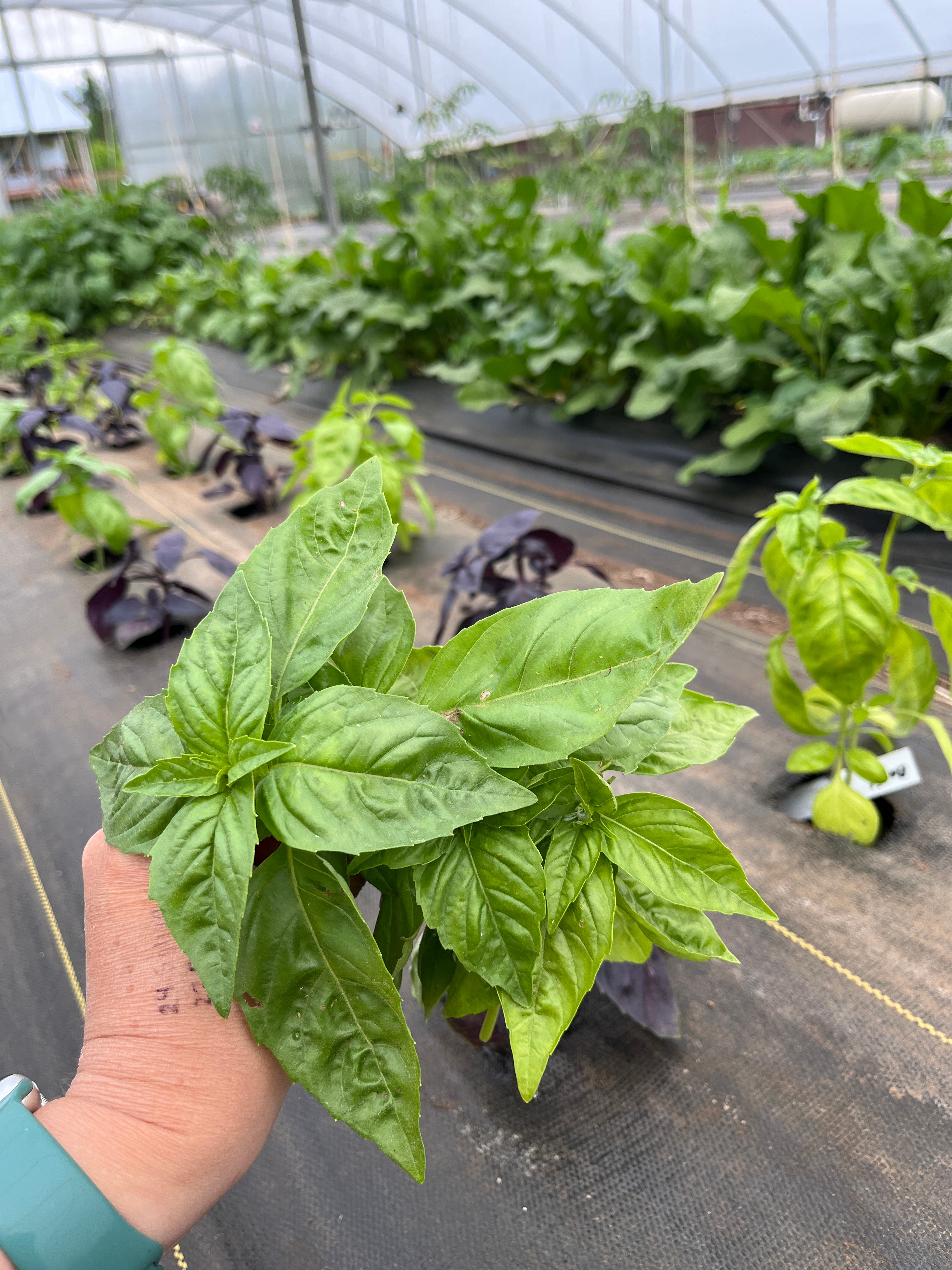 Genovese Sweet Basil, Herbs – Life Root Farm