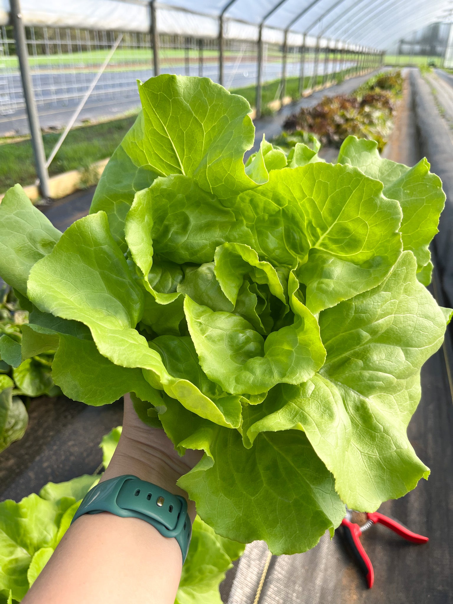 Bibb, Lettuce – Life Root Farm