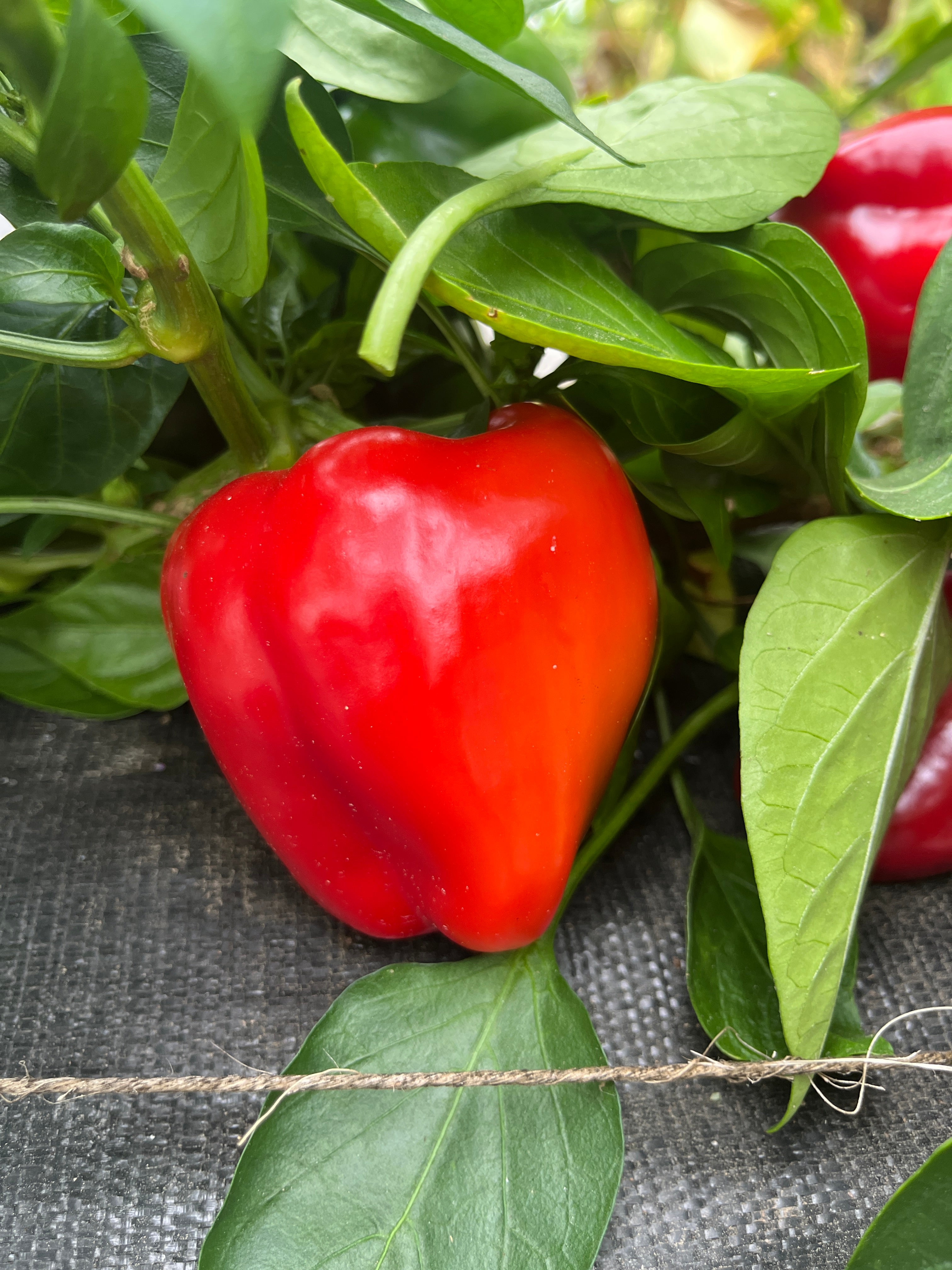 Early Red Bell, Pepper – Life Root Farm