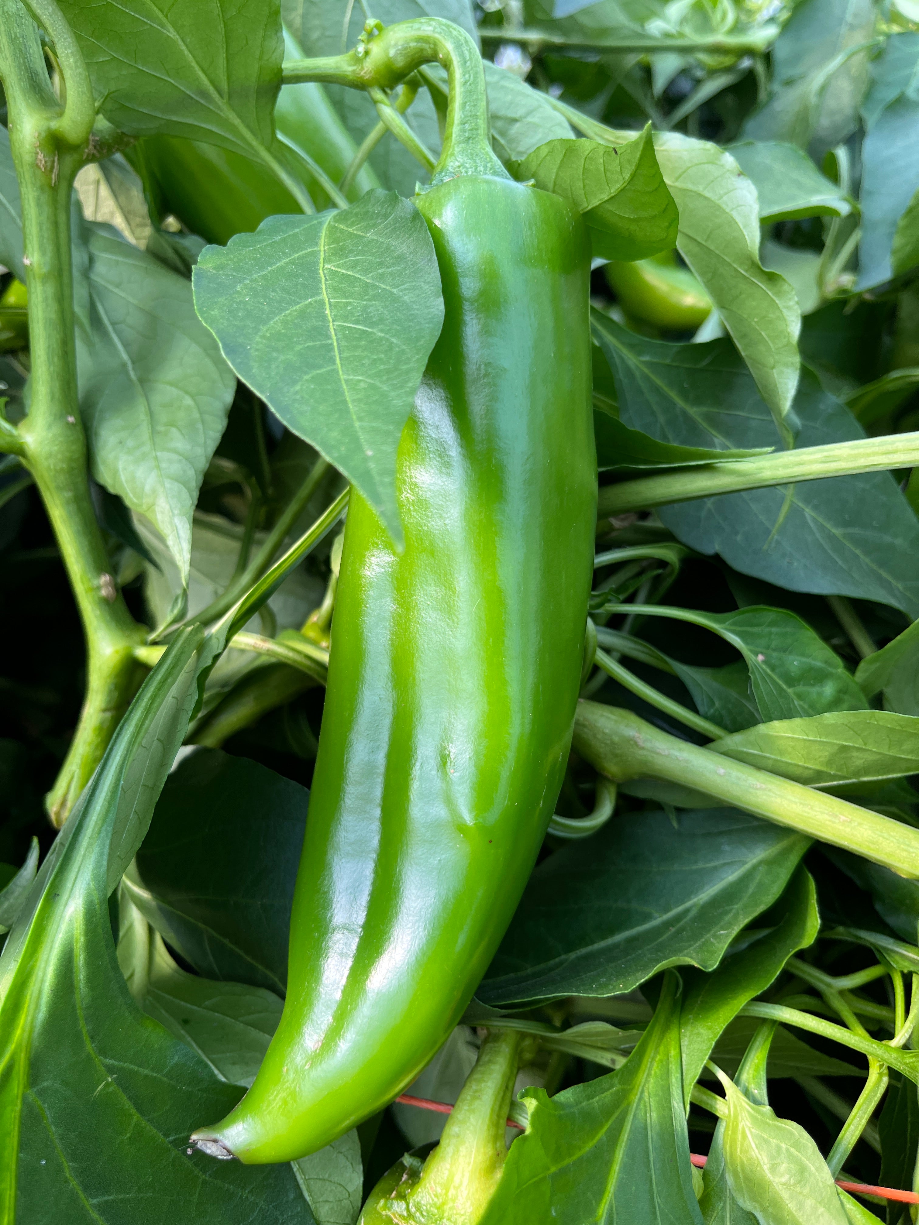 Numex Big Jim Chile, Pepper – Life Root Farm
