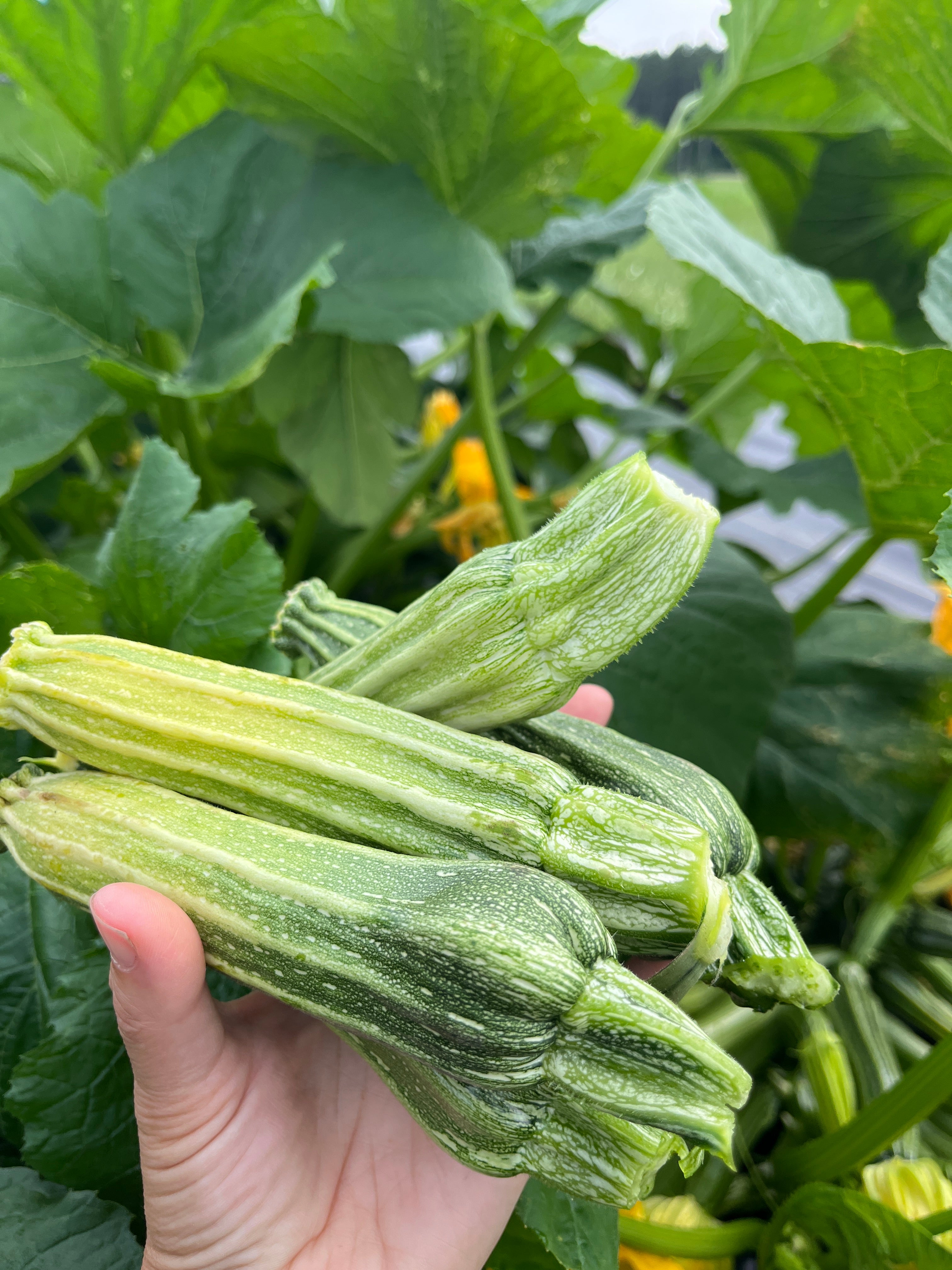 Costata Romanesco, Squash – Life Root Farm