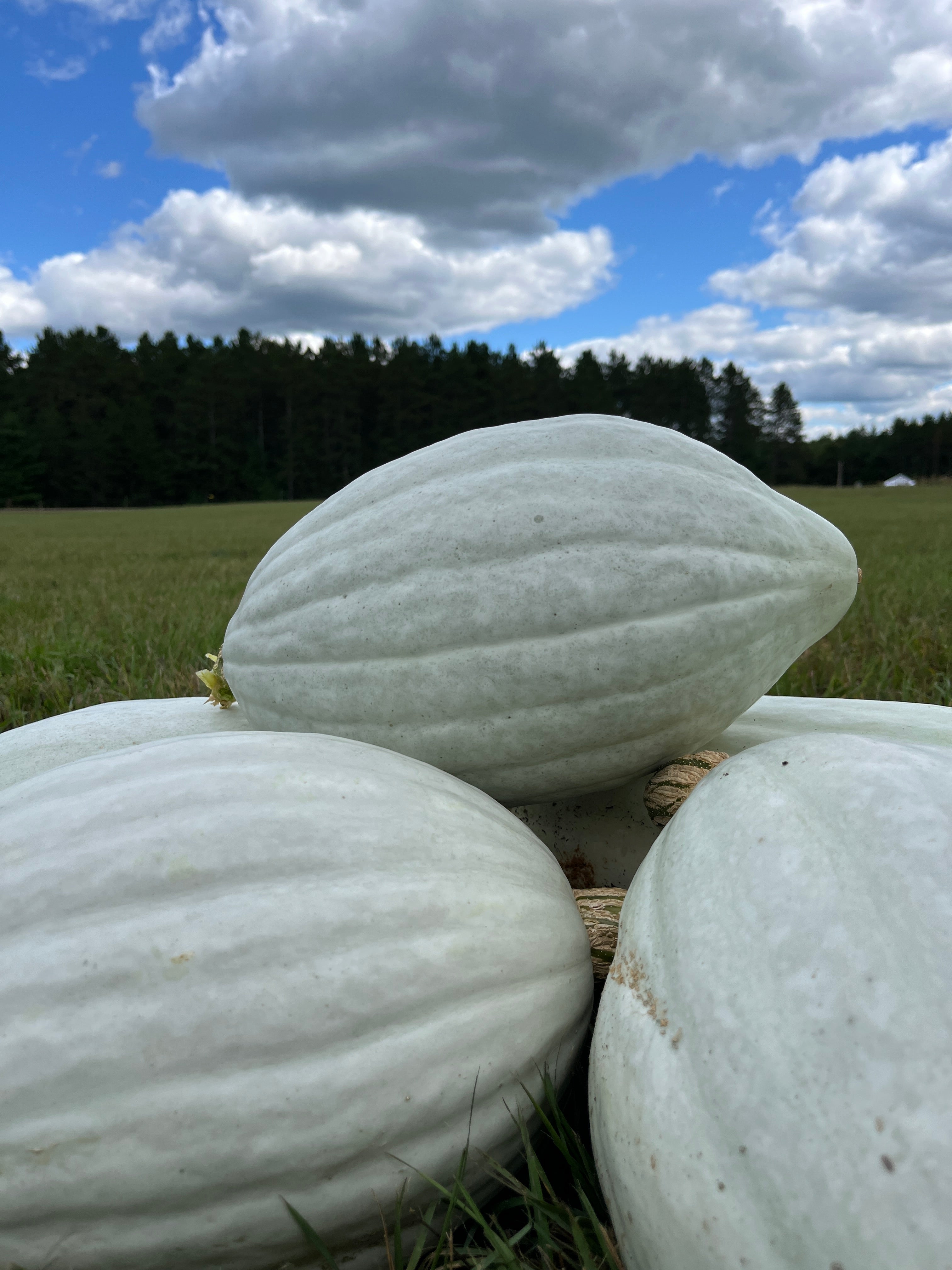 Hopi Pale Grey, Squash – Life Root Farm