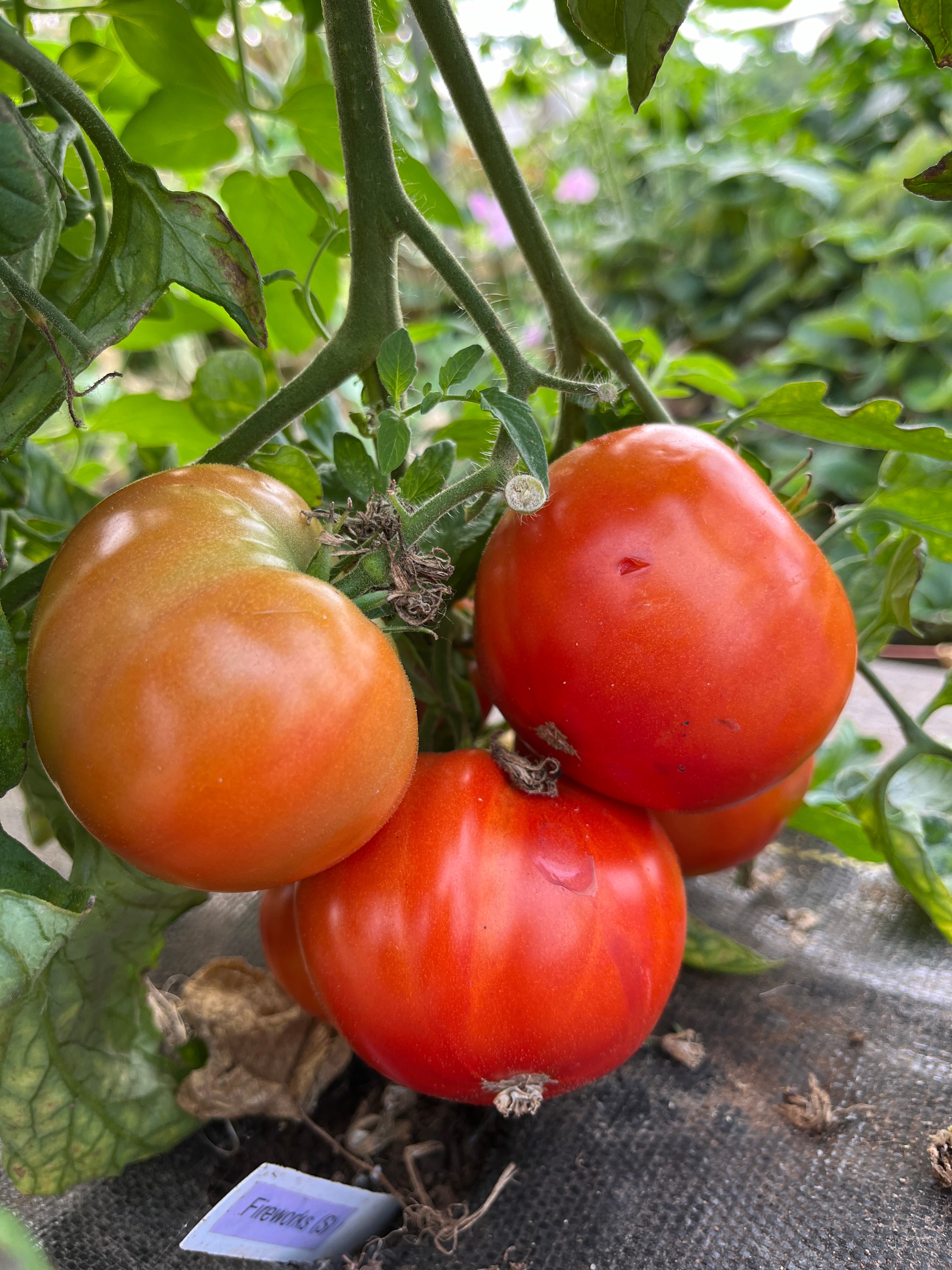 Fireworks, Tomato – Life Root Farm
