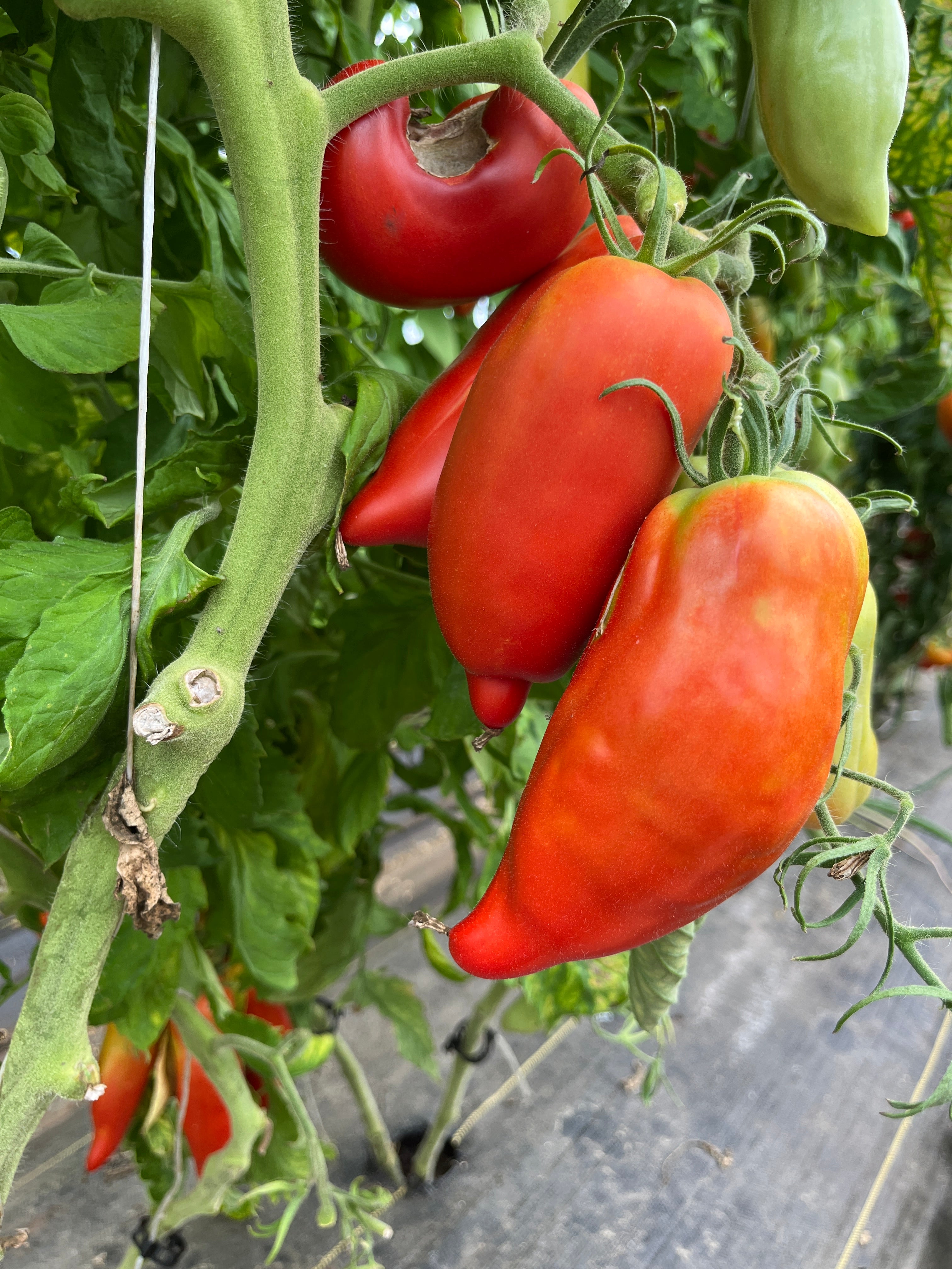 Long Tom, Tomato – Life Root Farm