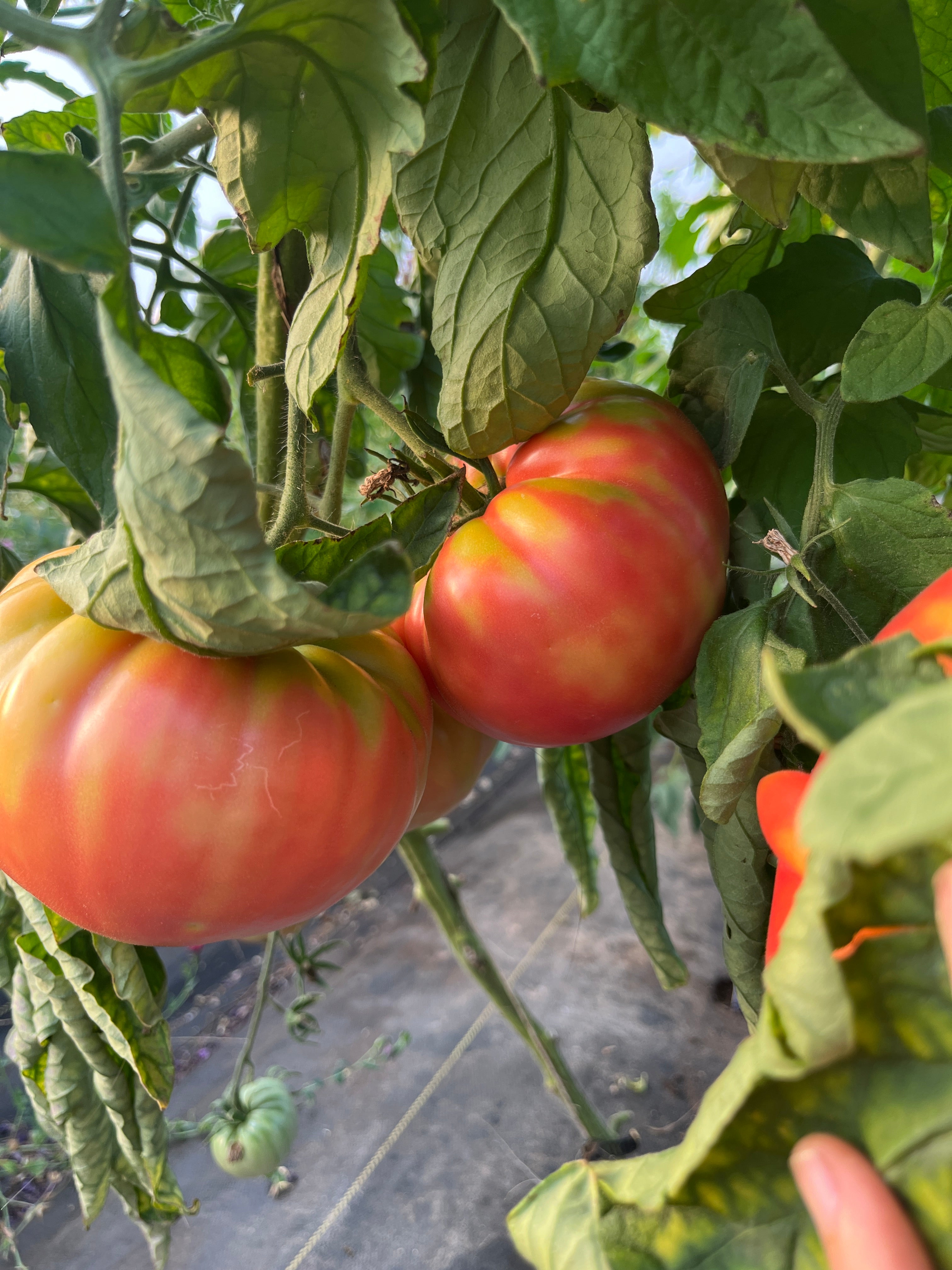 Oaxacan Jewel, Tomato – Life Root Farm