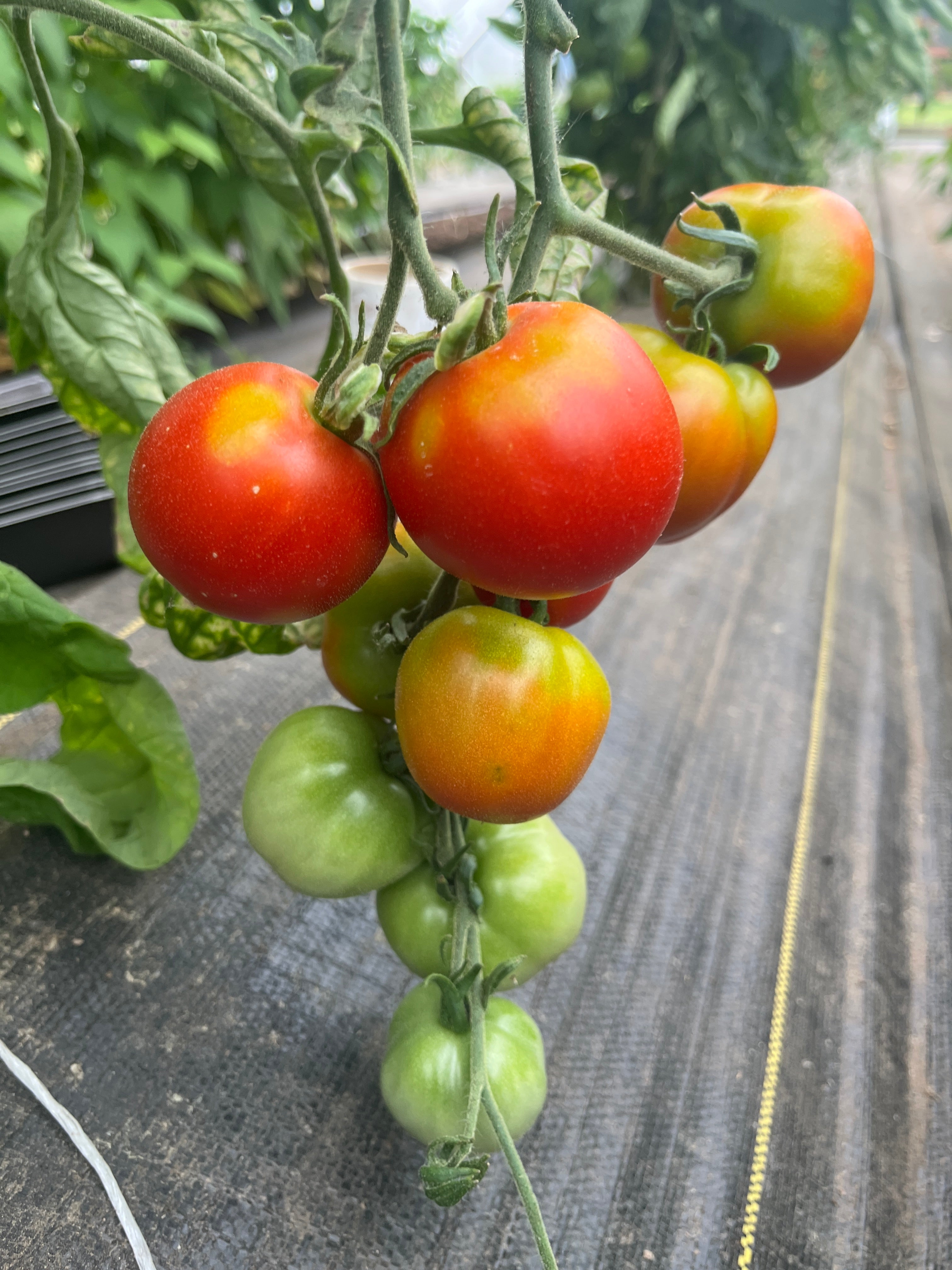 Stephanie's Earliest, Tomato – Life Root Farm